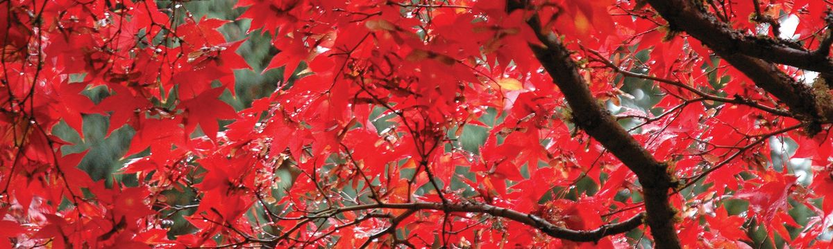 Maple Syrup Farm in Quebec Auberge des Gallant | CANUSA