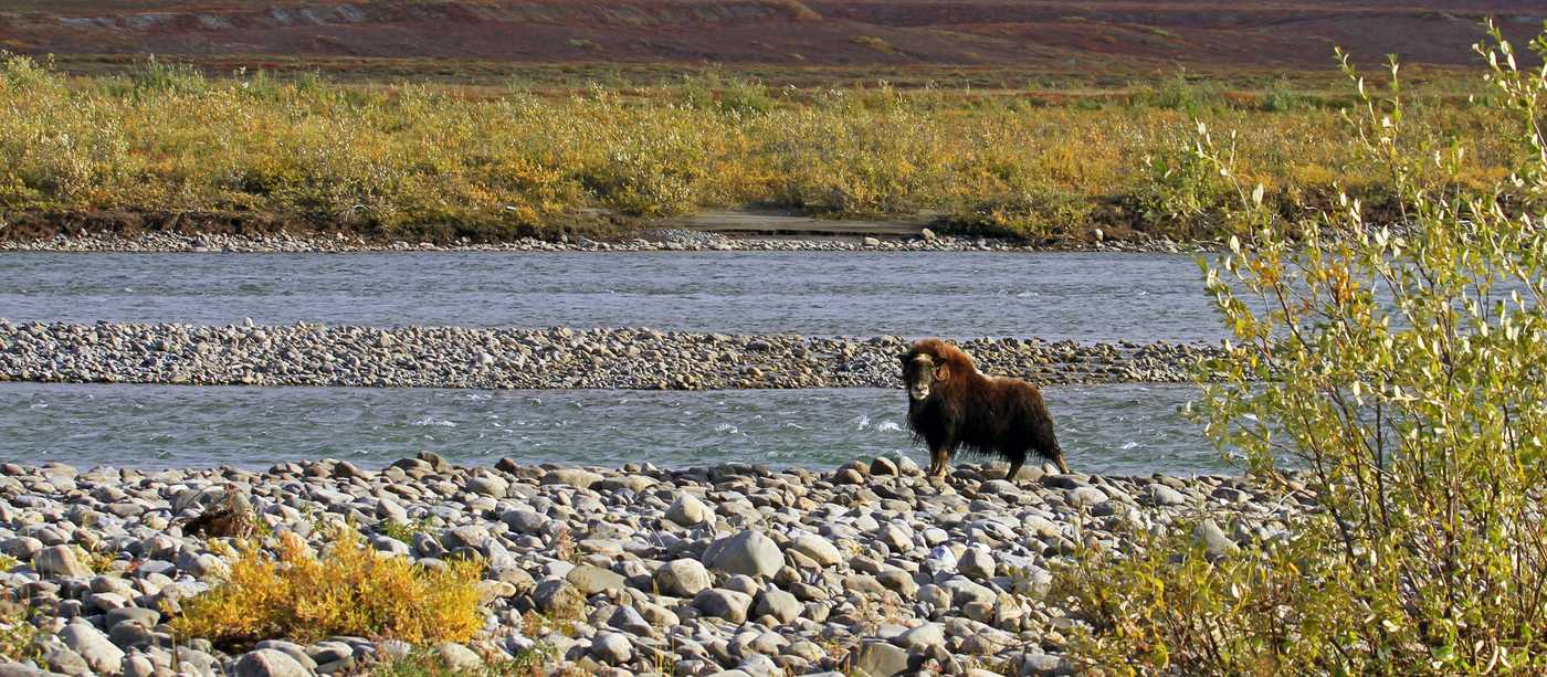Entdecken Sie den Aulavik National Park | CANUSA