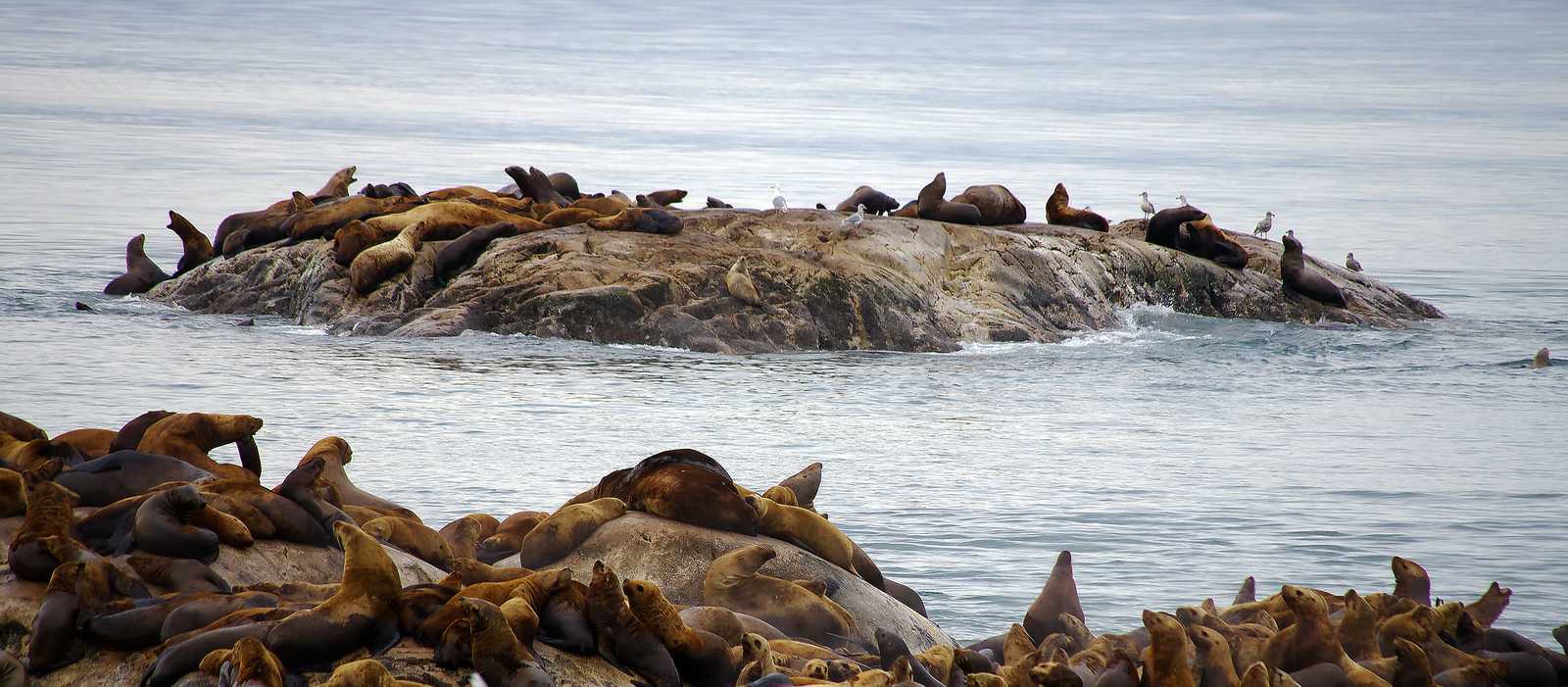 St. Paul – Pribilof Islands | CANUSA