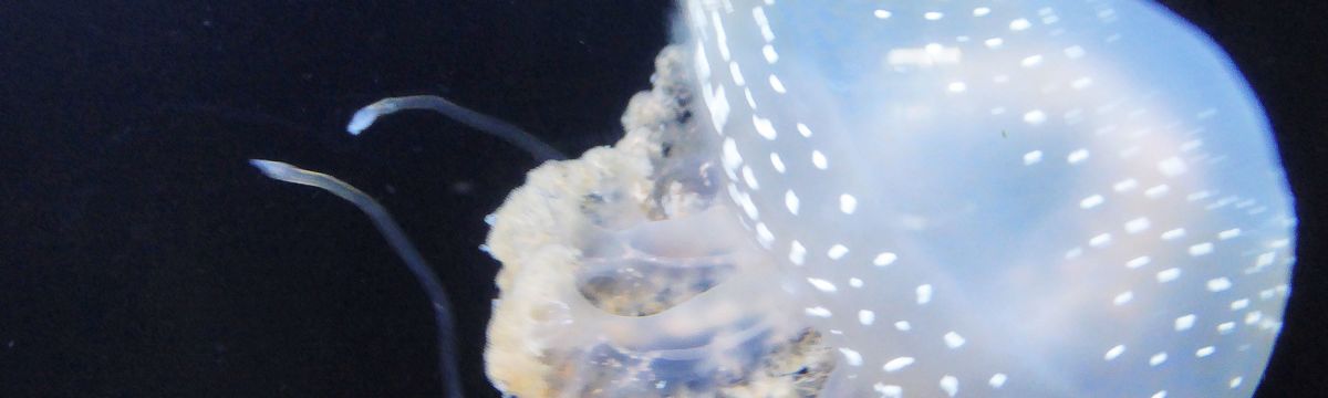 Mote Marine Laboratory & Aquarium | CANUSA