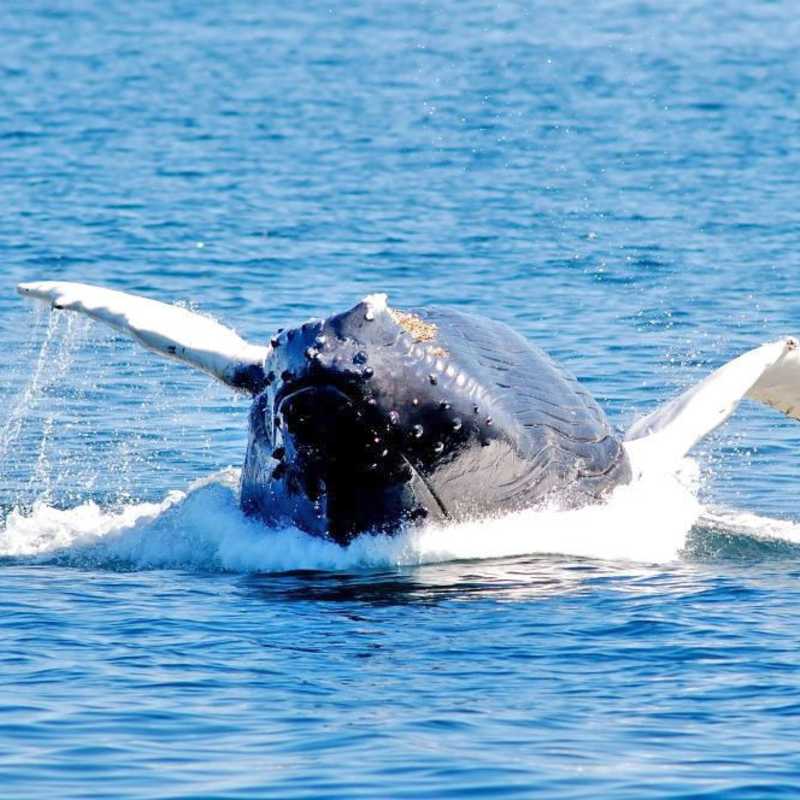 Outdoor-Aktivitäten und Natur in Massachusetts | CANUSA