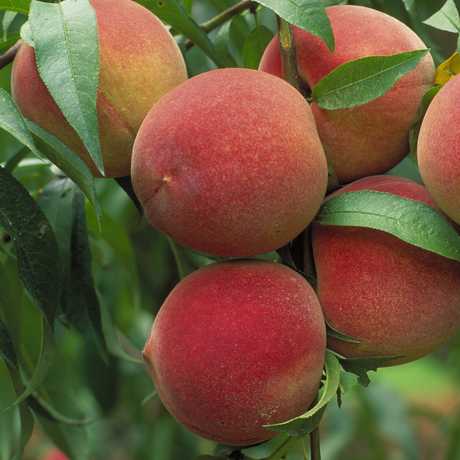 Georgia-Reisen: Urlaub in den Südstaaten der USA buchen! | CANUSA