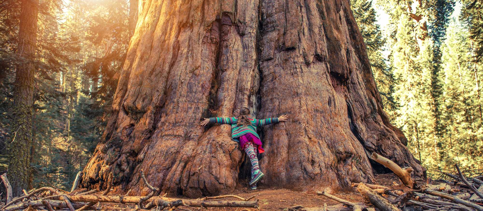 Sequoia und Kings Canyon National Park entdecken! | CANUSA
